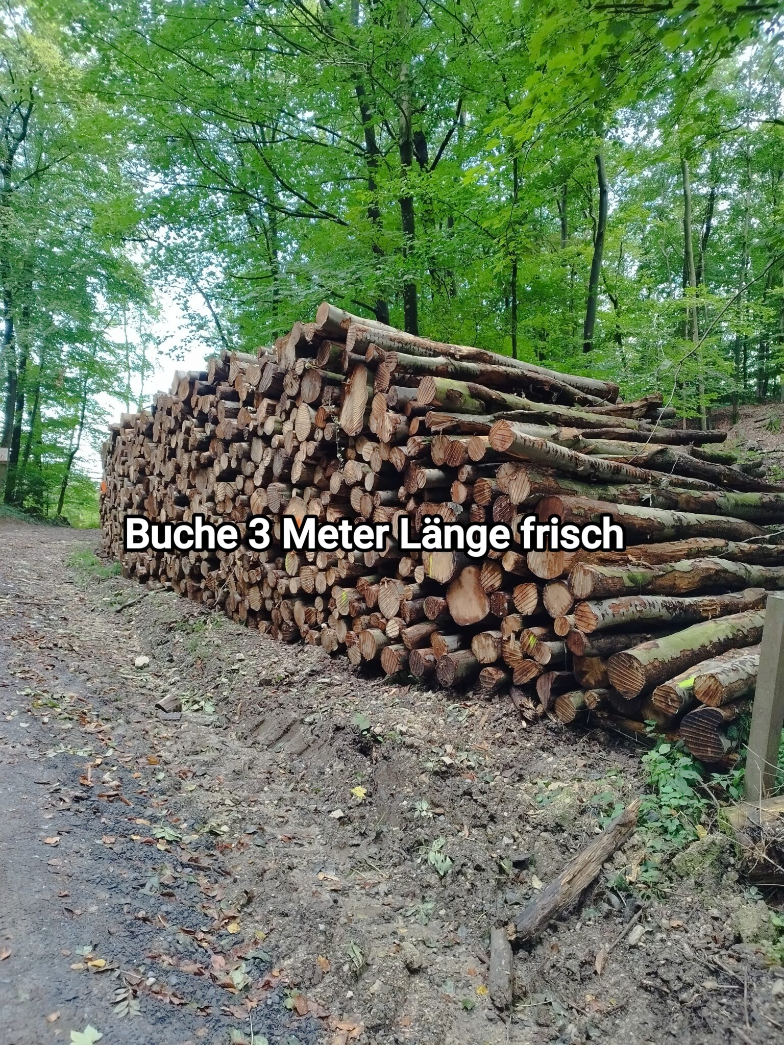 Stammholz Rundholz – Kran Brennholz GmbH