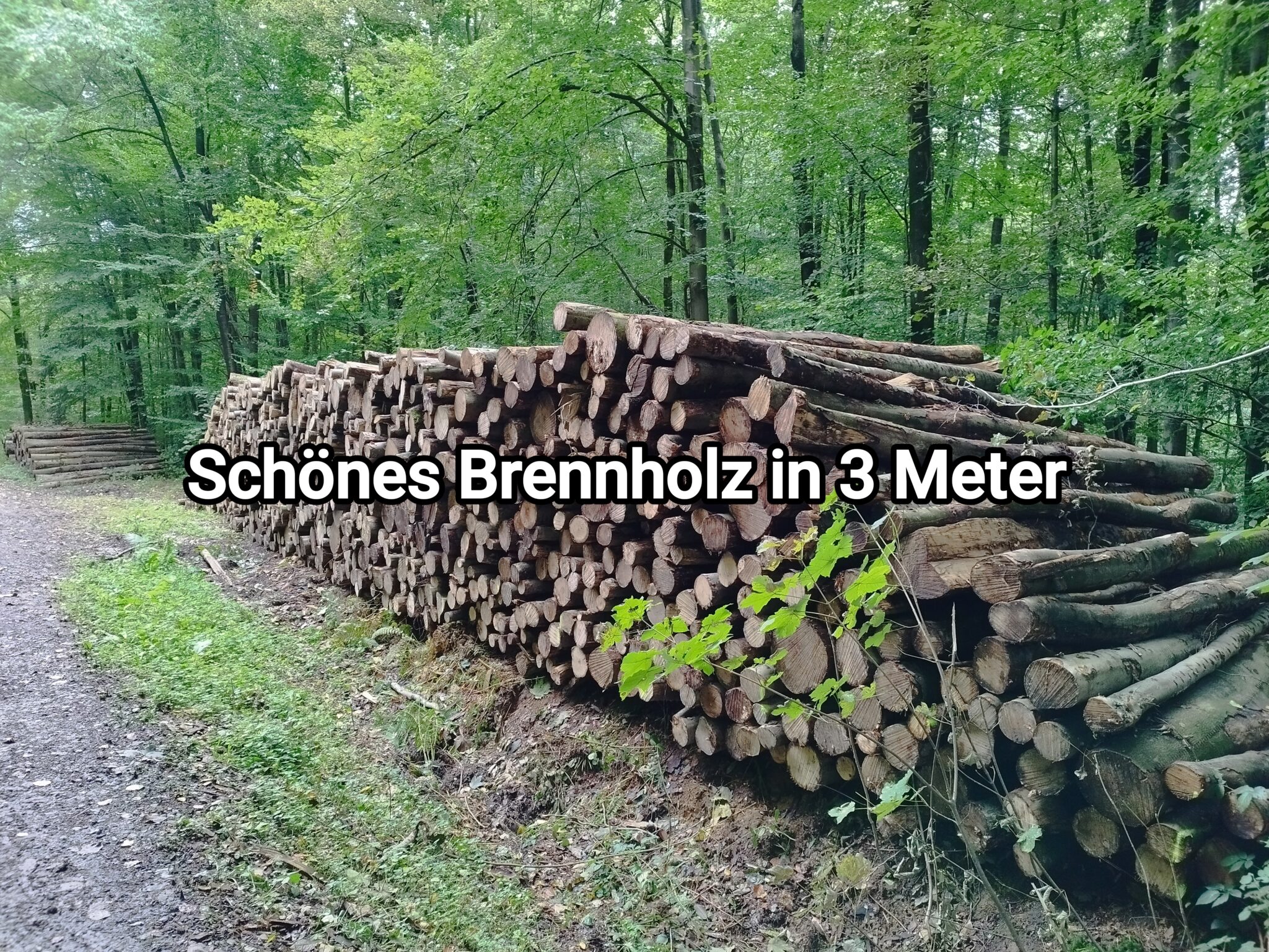 Stammholz Rundholz – Kran Brennholz GmbH